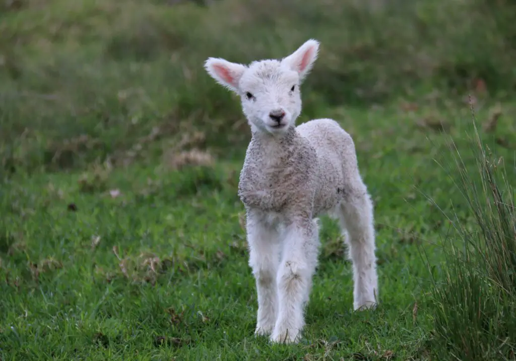 150+ Best Lamb Puns and Jokes