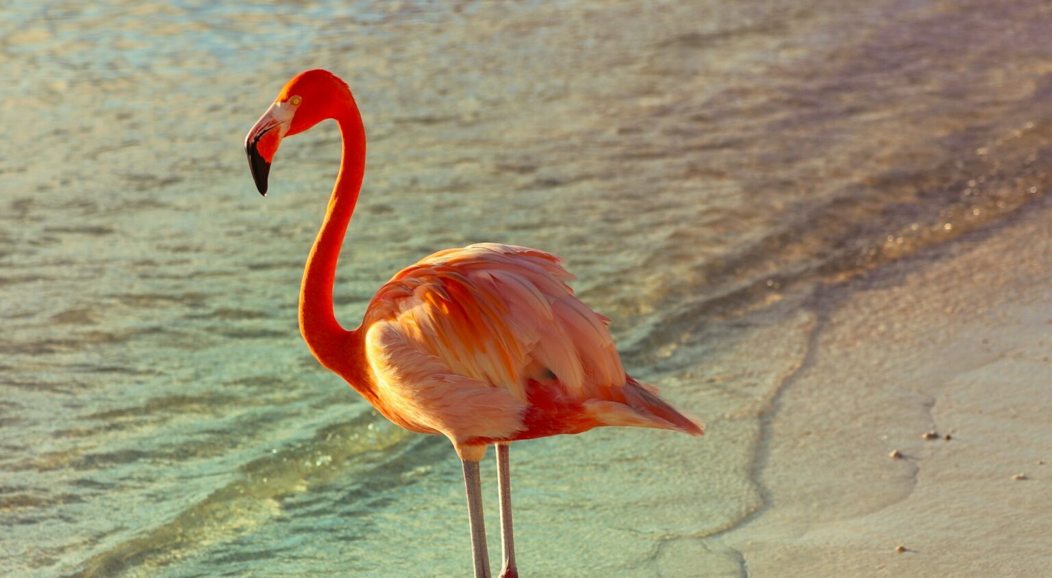 150+ Best Flamingo Puns and Jokes