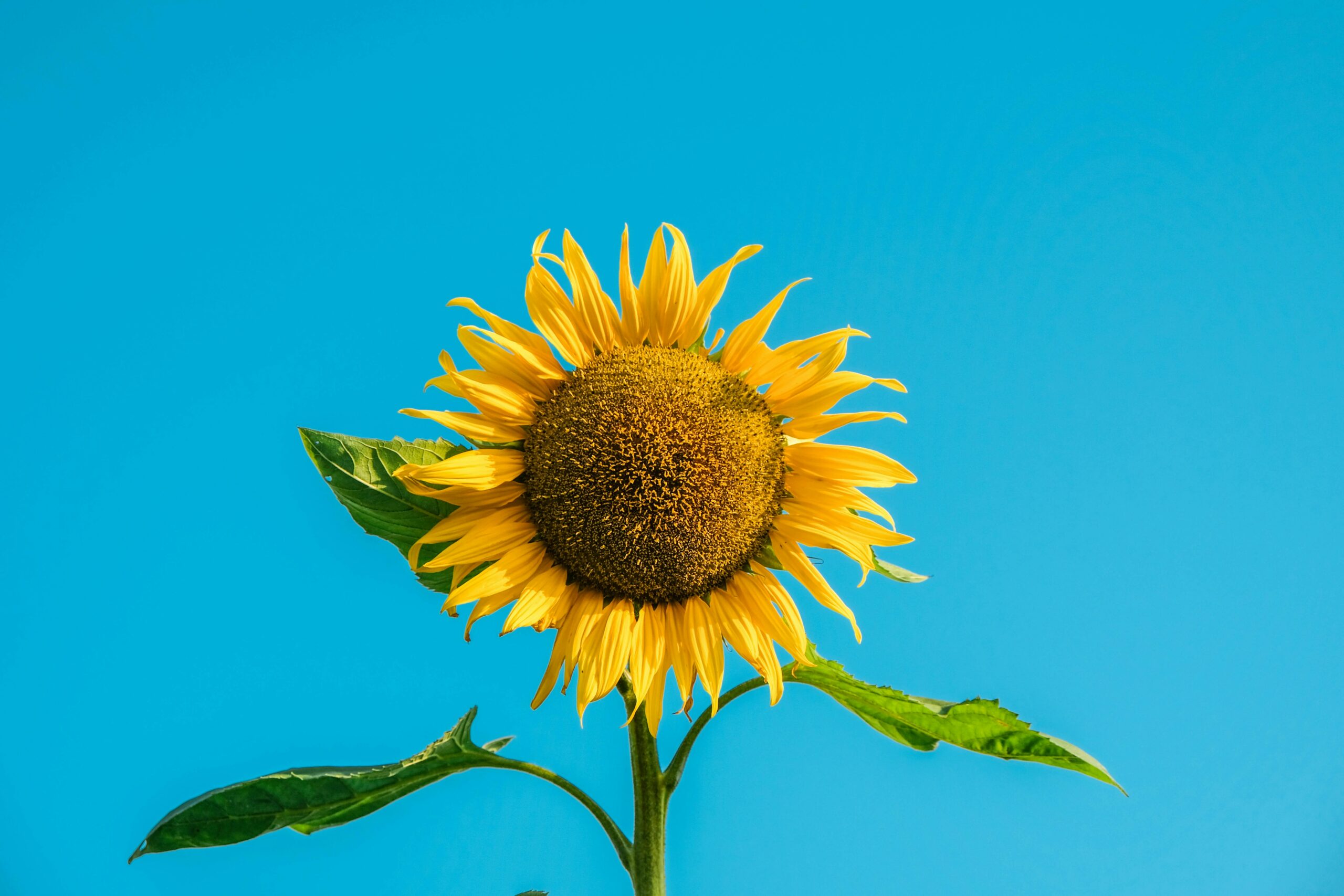 150+ Best Sunflower Puns and Jokes